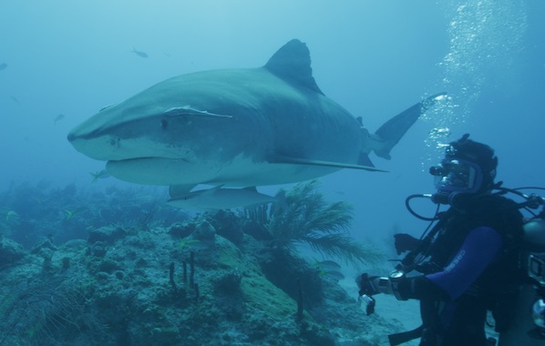 About Andrew Mayne – @AndrewMayne